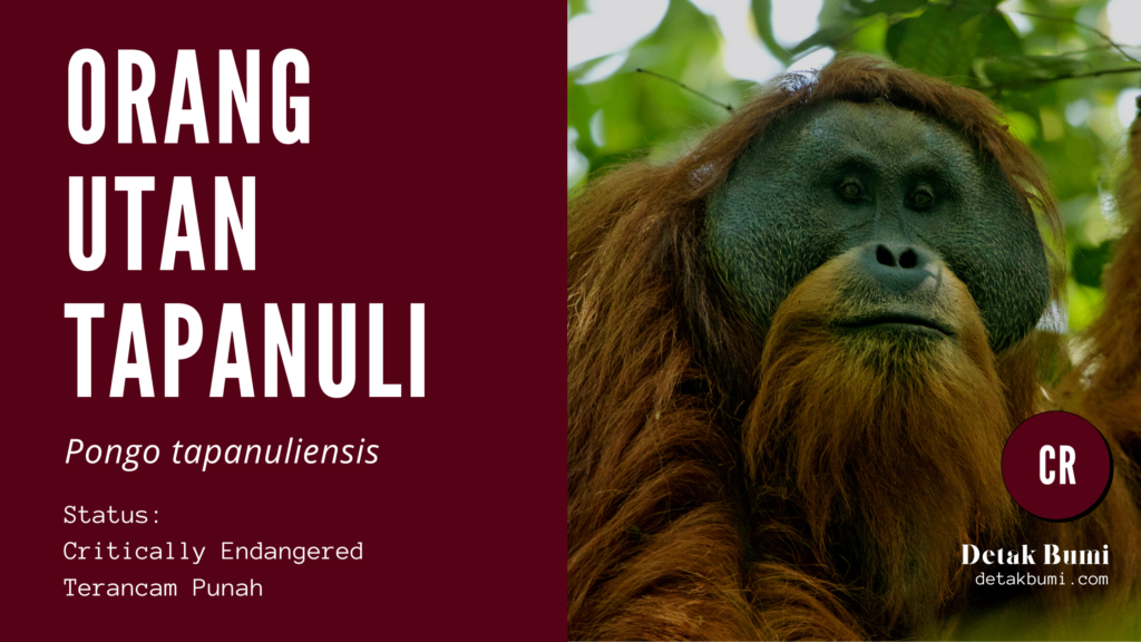 Orang Utan Tapanuli (Pongo tapanuliensis) Jenis Orang Utan Terbaru. - Detak Bumi